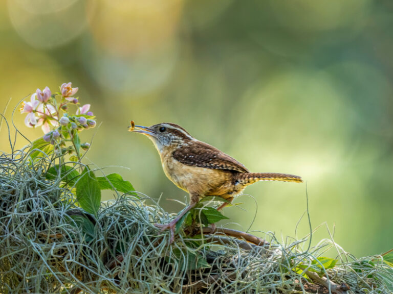 Are you an early bird? | DPC Accountants